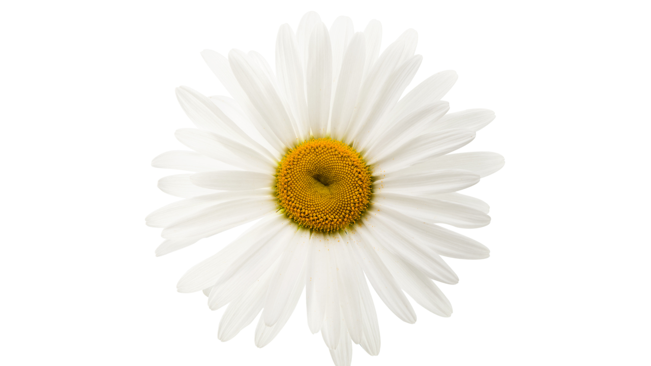 Bunga Chamomile, Kecil Bentuknya Tapi Beragam Manfaatnya - Mulegh Aromatic