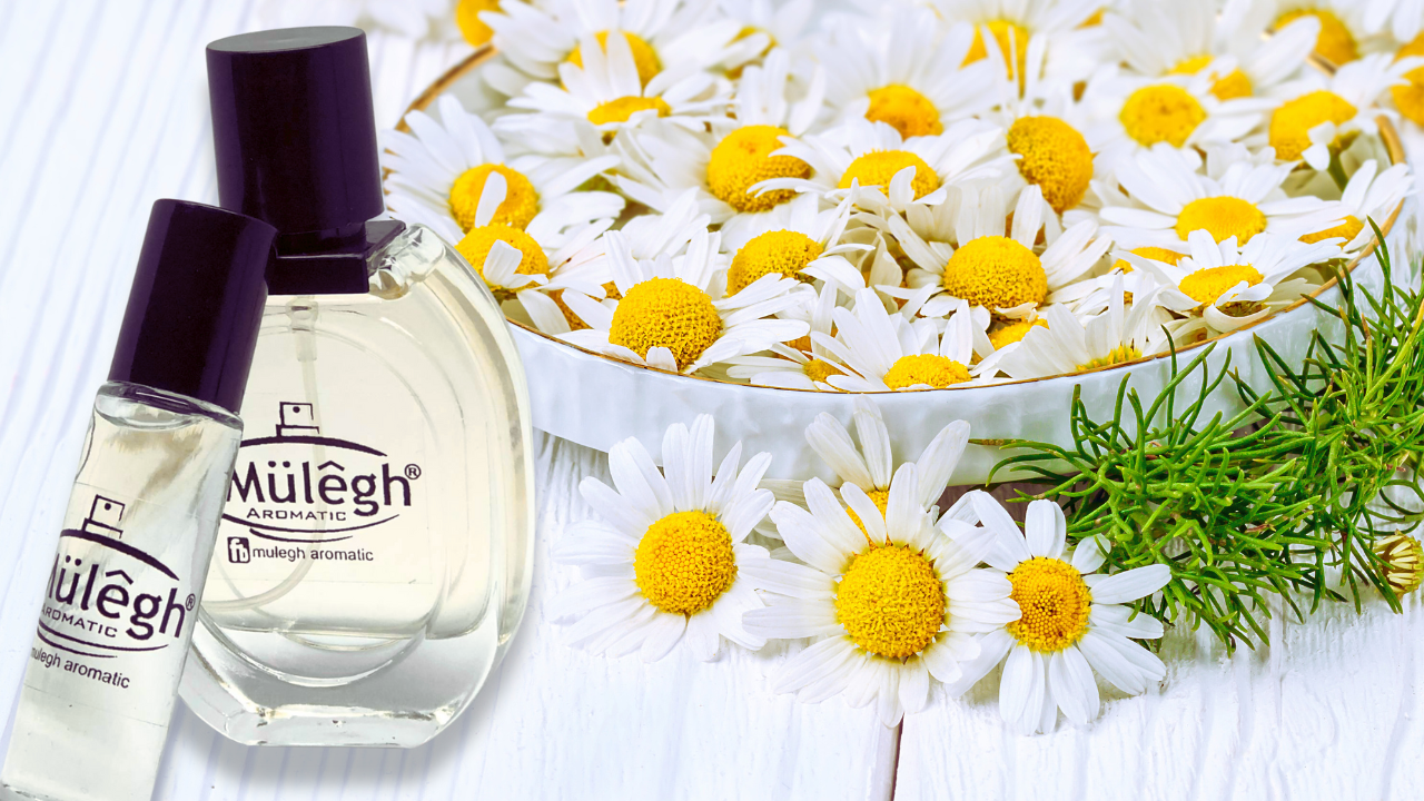 Bunga Chamomile, Kecil Bentuknya Tapi Beragam Manfaatnya - Mulegh Aromatic